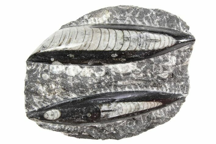 4.75" Polished Fossil Orthoceras Plate - Morocco (#254486) For Sale - FossilEra.com